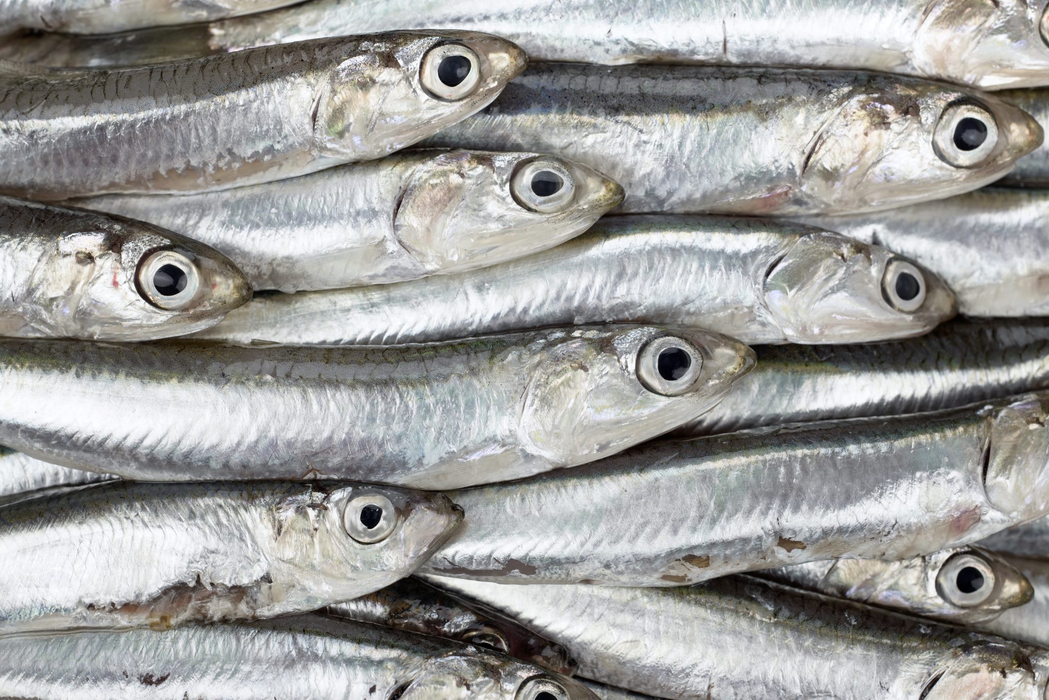 Cuántas Clases de Boquerones Hay: Un Recorrido por la Diversidad de ...
